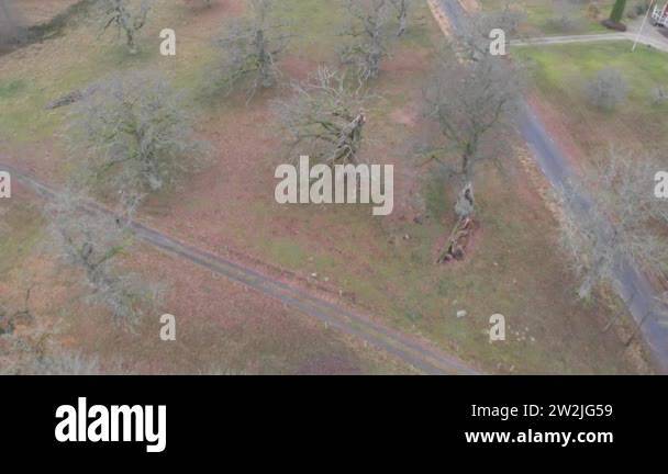 Quercus Petraea Oak Trees With No Leaves in Field, Aerial Landscape ...