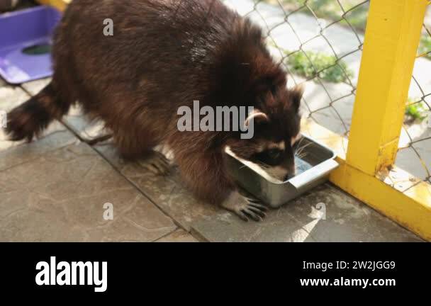 Raccoon drinking water from a drinker closeup. Animals in zoo, thirsty ...