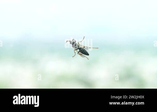 Insect grooming Stock Videos & Footage - HD and 4K Video Clips - Alamy