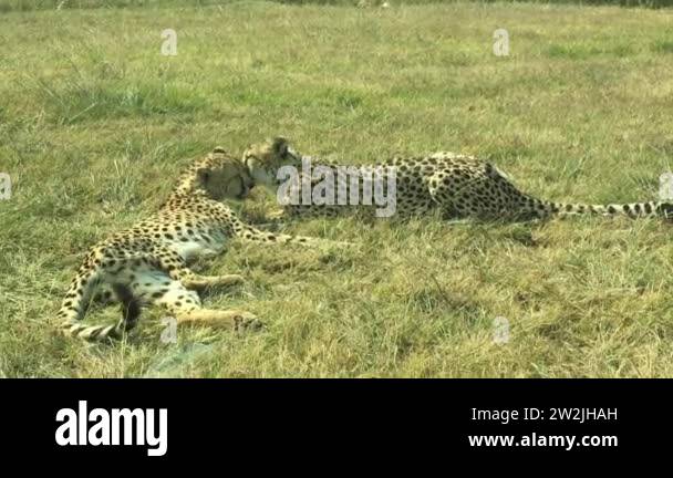 Wild leopards Stock Videos & Footage - HD and 4K Video Clips - Alamy