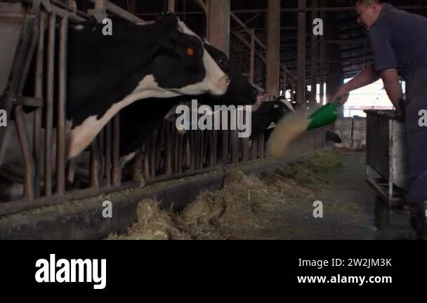 Taiwan-24 January, 2019: Slow Motion of everyday life for farmer with ...