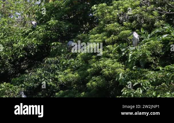 A group of birds Nycticorax Nycticorax, black-crowned night heron ...