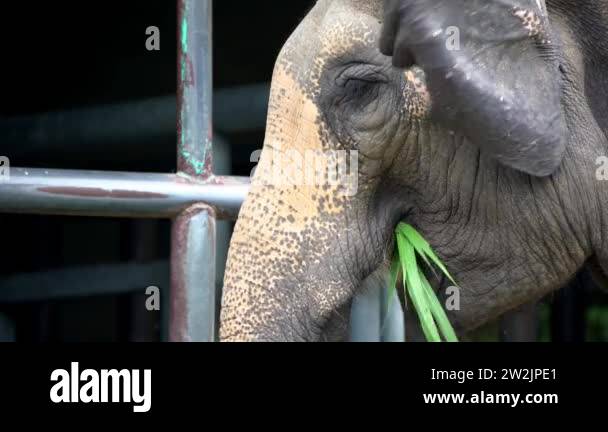 4K, Elephant without tusk is eating grass. Close up of an asiatic ...
