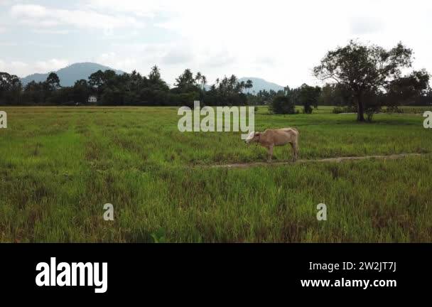 Paddy field and a cow Stock Videos & Footage - HD and 4K Video Clips ...