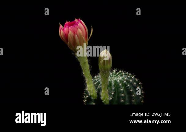 Pink Colorful Flower Timelapse of Blooming Cactus Opening / 4k fast motion time lapse of a ...