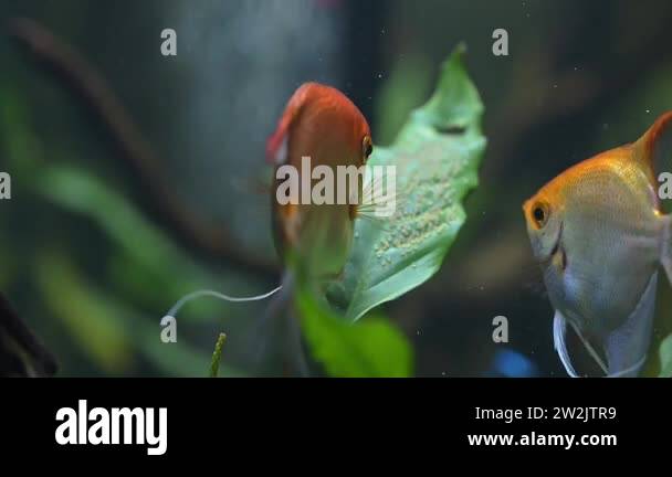 Pair of Gold Pterophyllum Scalare angelfish during breeding season ...