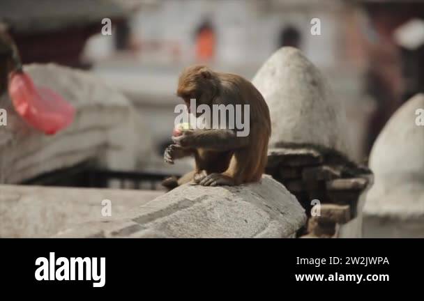 A cute little wild baby monkey picking and eating food from the ground ...