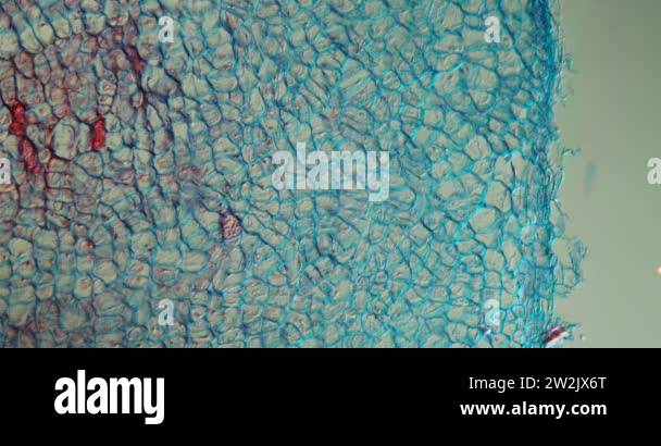 radish root in cross section under the microscope 100x Stock Video ...