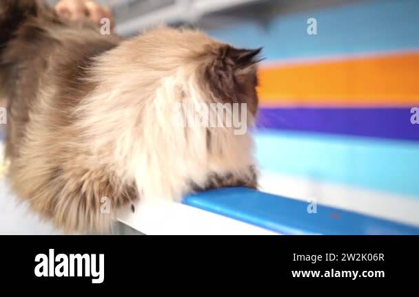 White cat judging gaze Stock Videos & Footage - HD and 4K Video Clips ...