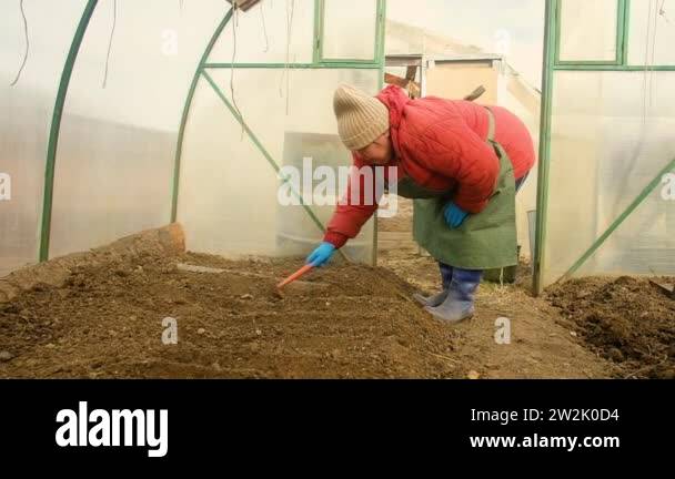 an elderly woman works in a greenhouse. Sits seeds. Spring sowing work ...