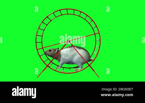 Hamster Stock Videos & Footage - HD and 4K Video Clips - Alamy