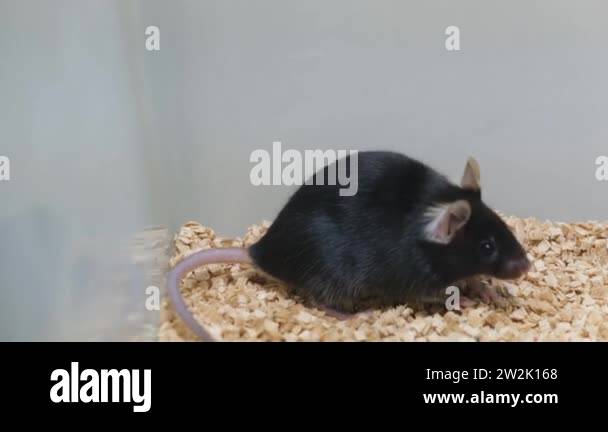 Laboratory mouse cage Stock Videos & Footage - HD and 4K Video Clips ...