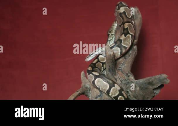 Clicking his tongue Stock Videos & Footage - HD and 4K Video Clips - Alamy