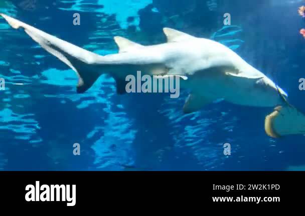 bull shark in marine aquarium panorama fins eyes teeth Stock Video ...