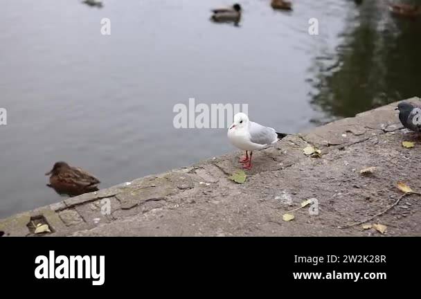 Pond and seagull Stock Videos & Footage - HD and 4K Video Clips - Alamy