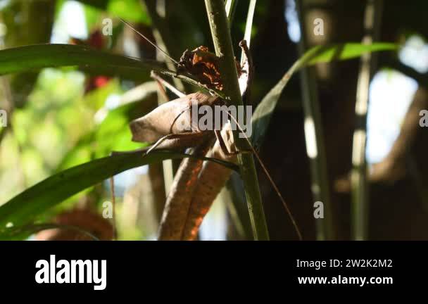 Green stealth Stock Videos & Footage - HD and 4K Video Clips - Alamy