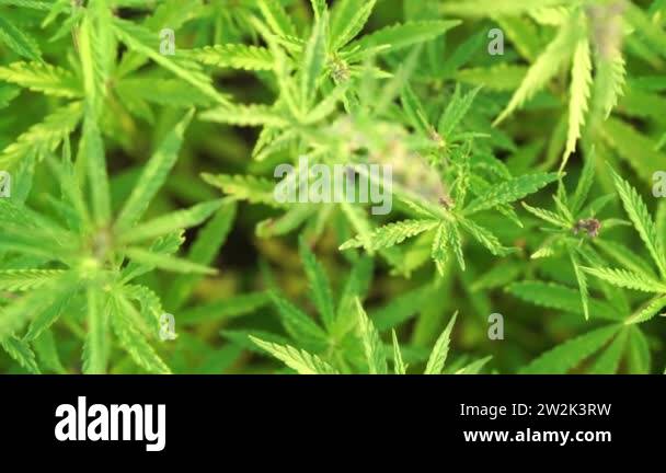 Marijuana field cannabis cultivation close Stock Videos & Footage - HD ...