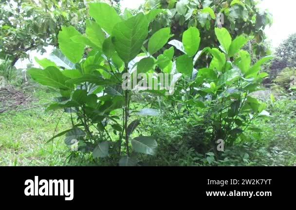 Ficus septica (awar-awar, bar-abar, ki ciyat, bobulutu, tagalolo, tobo ...