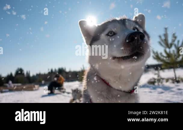Husky dog portrait in beautiful winter sunny weather during snowfall ...
