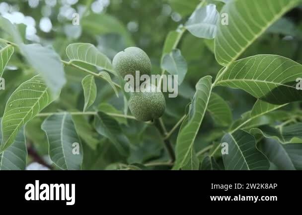 Walnut in the peel on branch. Green walnuts on the tree branch in ...