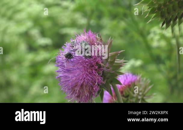 Sphecius speciosus in family Crabronidae, cicada killer or cicada hawk ...