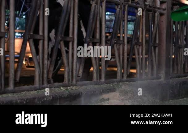 Slow Motion of farmer giving dry food in granules to cows in stable ...