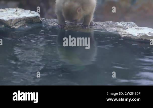 Slow motion of Jigokudani Monkey Park offers visitors the experience of ...