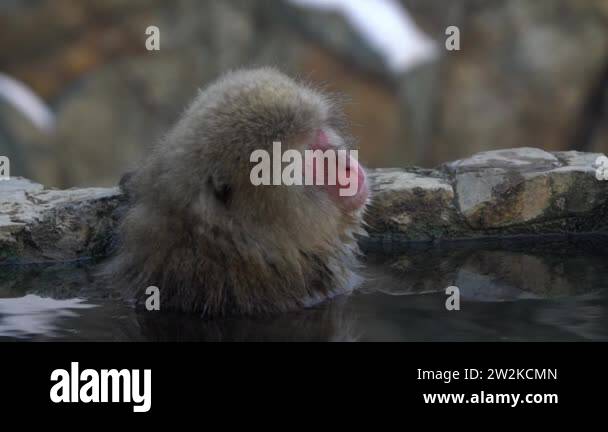 Snow monkeys in thermal pool Stock Videos & Footage - HD and 4K Video ...