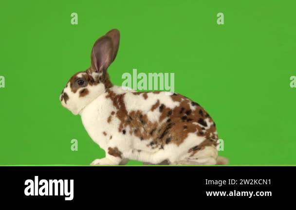 rabbit in profile is moving around the green screen Stock Video Footage ...