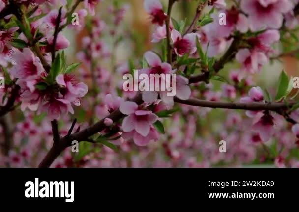 Beautiful tree full flowers Stock Videos & Footage - HD and 4K Video ...