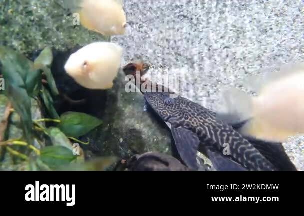 Two types of fish with contrasting colors in bright, clean water Stock ...