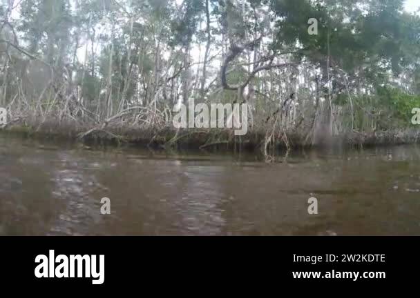 Floating roots Stock Videos & Footage - HD and 4K Video Clips - Alamy