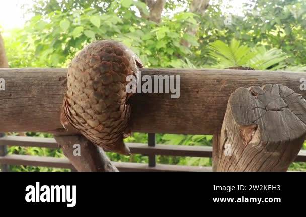 Chinese pangolins Stock Videos & Footage - HD and 4K Video Clips - Alamy