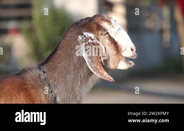 Ruminant species Stock Videos & Footage - HD and 4K Video Clips - Alamy