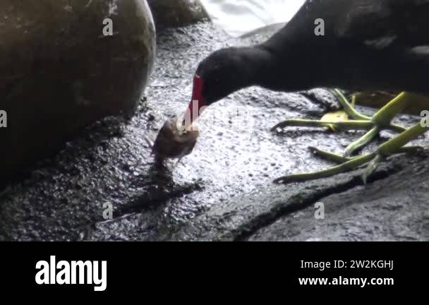 4k Common moorhen is fishing and eating a fish over the rock in a lake ...