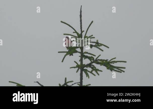 Finch family tree Stock Videos & Footage - HD and 4K Video Clips - Alamy