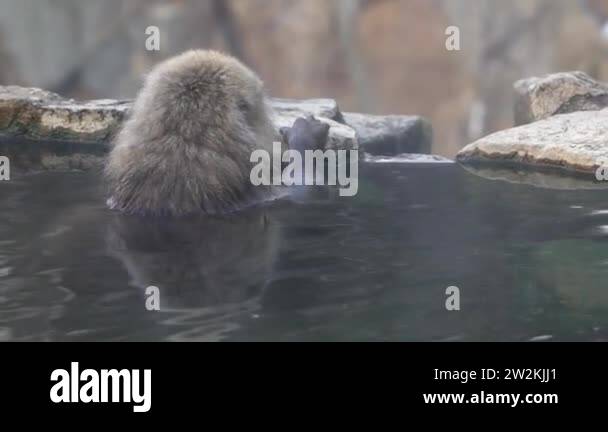 A wild monkey that enters a hot spring. Snow monkey bathe and relaxing ...
