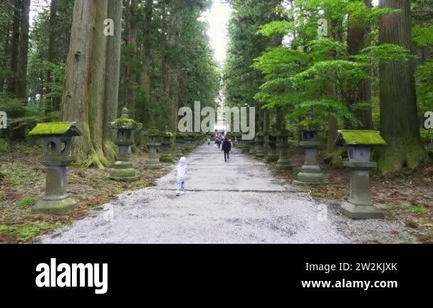 Tourist walk along rocky road among forest of 1,000 years old pine tree ...