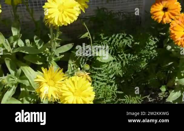 Varietal Bush Cal ndula. Calendula grows in a flower bed in the garden ...