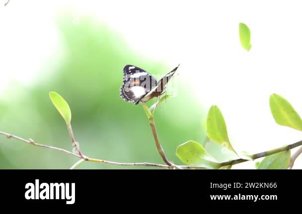 black and white butterfly above the flower buds are blooming while ...
