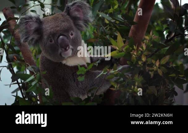 Koala holding on to eucalyptus tree Stock Videos & Footage - HD and 4K ...