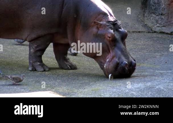 4K, The common hippopotamus is eating in a zoo. Hippo is feeding ...