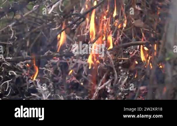 Close up burning pile of dry leaves and twigs with a large dry branch ...