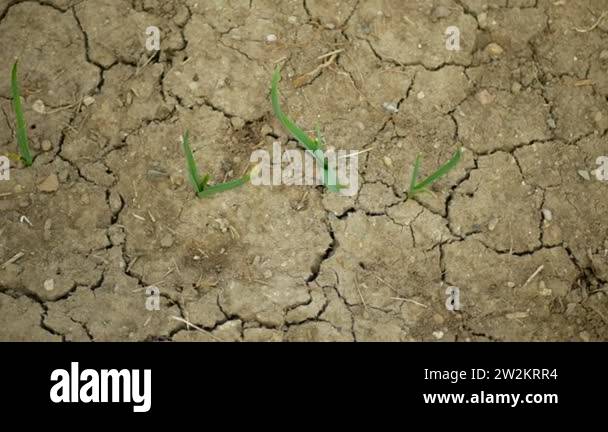 Very drought dry field land leaves garlic Allium cepa drying up the ...