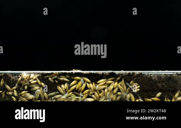 The development of roots and their growth from oat grains and the ...