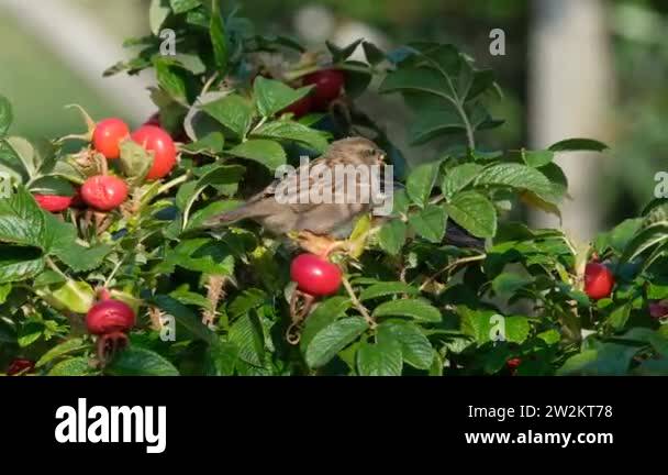 Rose hip in hedge Stock Videos & Footage - HD and 4K Video Clips - Alamy