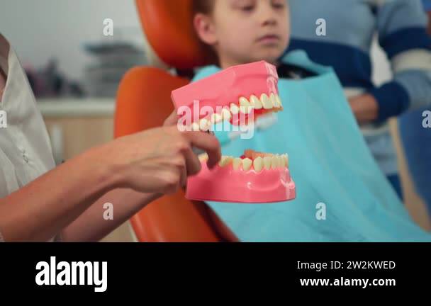 Pediatric dentist showing the correct dental hygiene using mock-up of ...