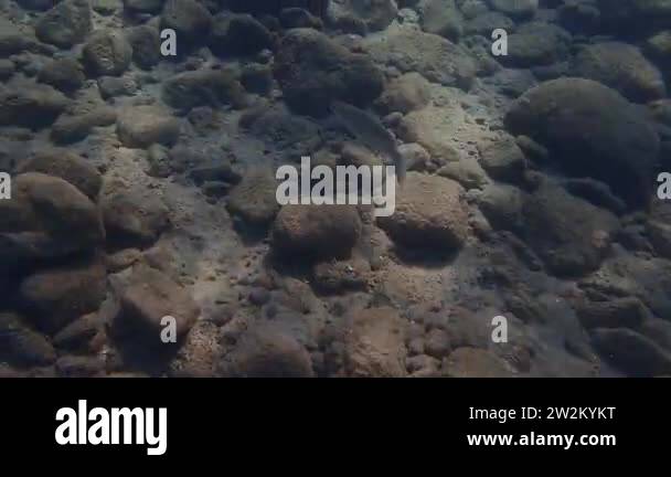 The flathead grey mullet, flathead mullet, striped mullet, black mullet ...