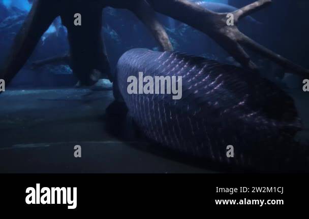 Piraruku Stock Videos & Footage - HD and 4K Video Clips - Alamy