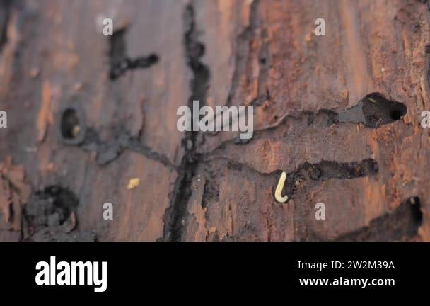 Decomposed tree bark and wood. Dangerous and disturbing insects of the ...